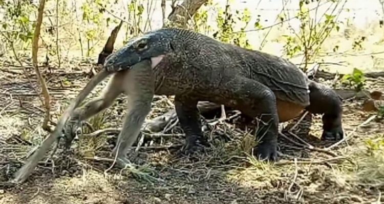 Difunden video del momento en que un Dragón de Komodo devora un mono ... Difunden video del momento en que un Dragón de Komodo devora un mono ...