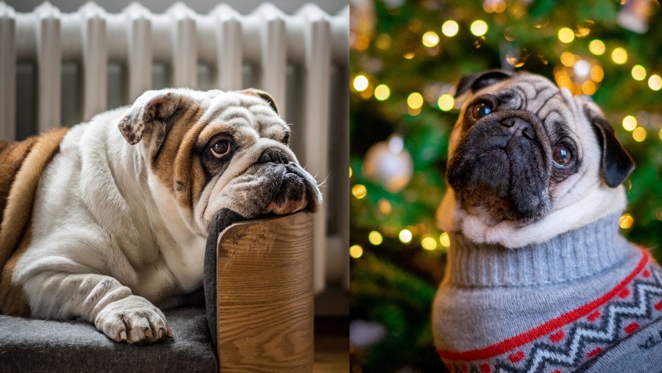 Perro panzón: Estas son las 4 razas más propensas a ser tragones ...