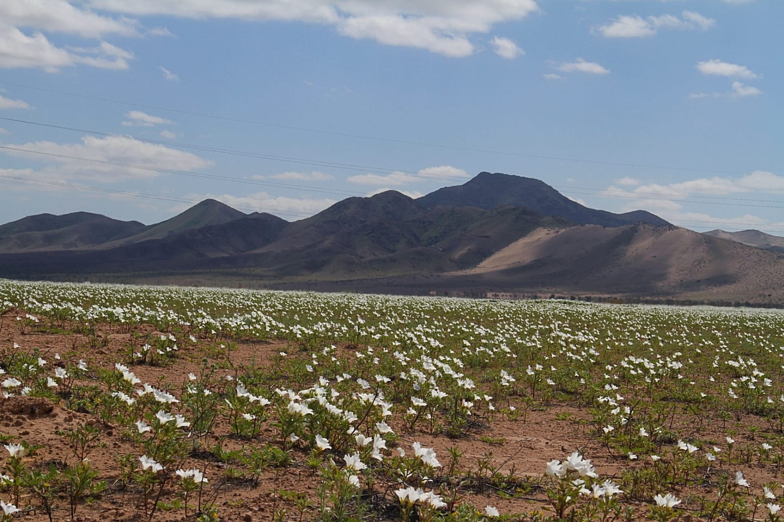 Atacama inaugura temporada de Desierto Florido y espera miles de ...