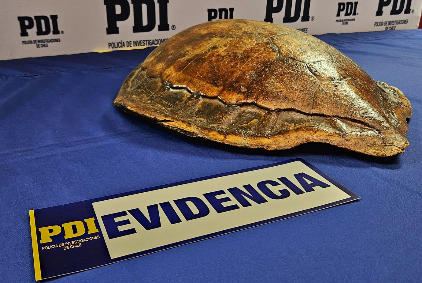 Especie se encuentra protegida: PDI encontró caparazón de tortuga ...